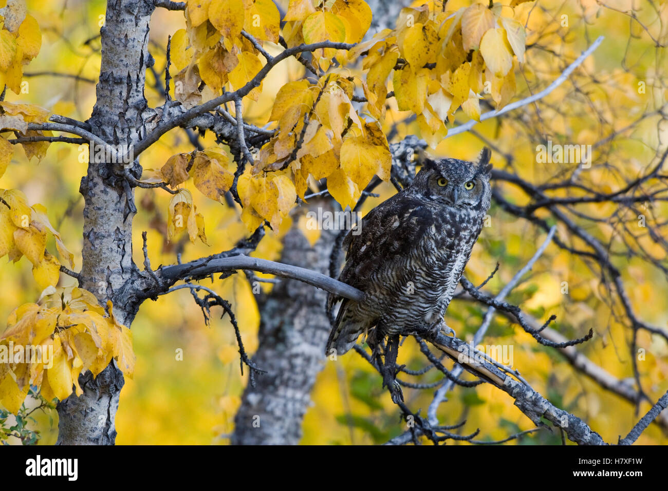 Great Horned Owl (Bubo virginianus) in cottonwood tree, western Montana Stock Photo - Alamy