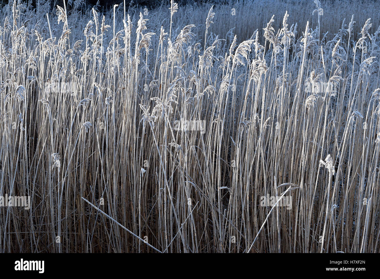Rime on reeds Stock Photo - Alamy