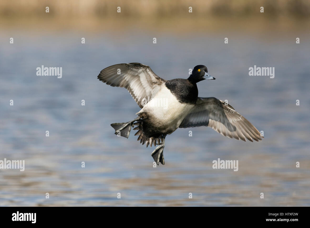 Lesser Scaup (Aythya affinis) male landing in pond, western Montana ...