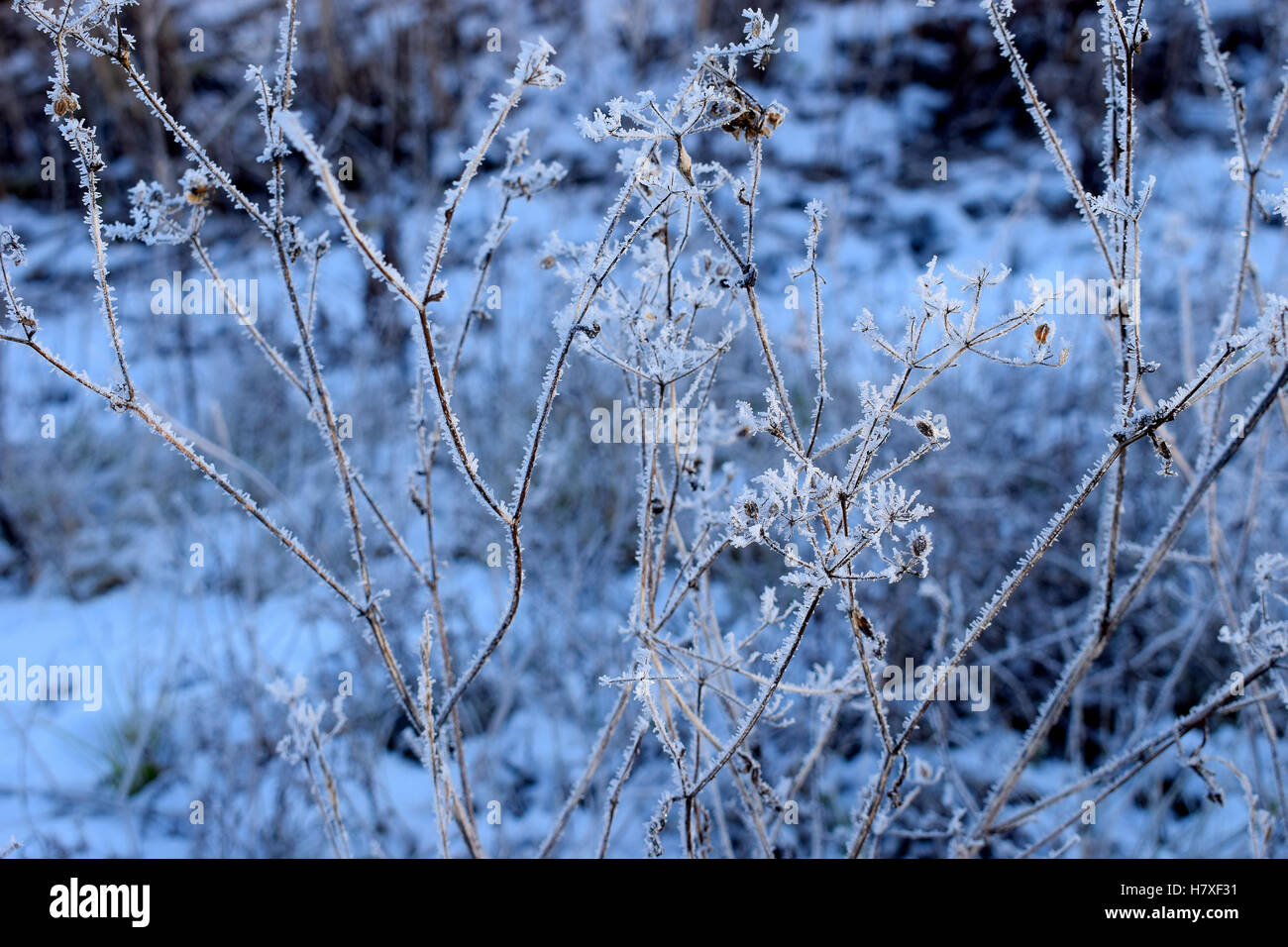 Hoar frost on plant closeup Stock Photo - Alamy