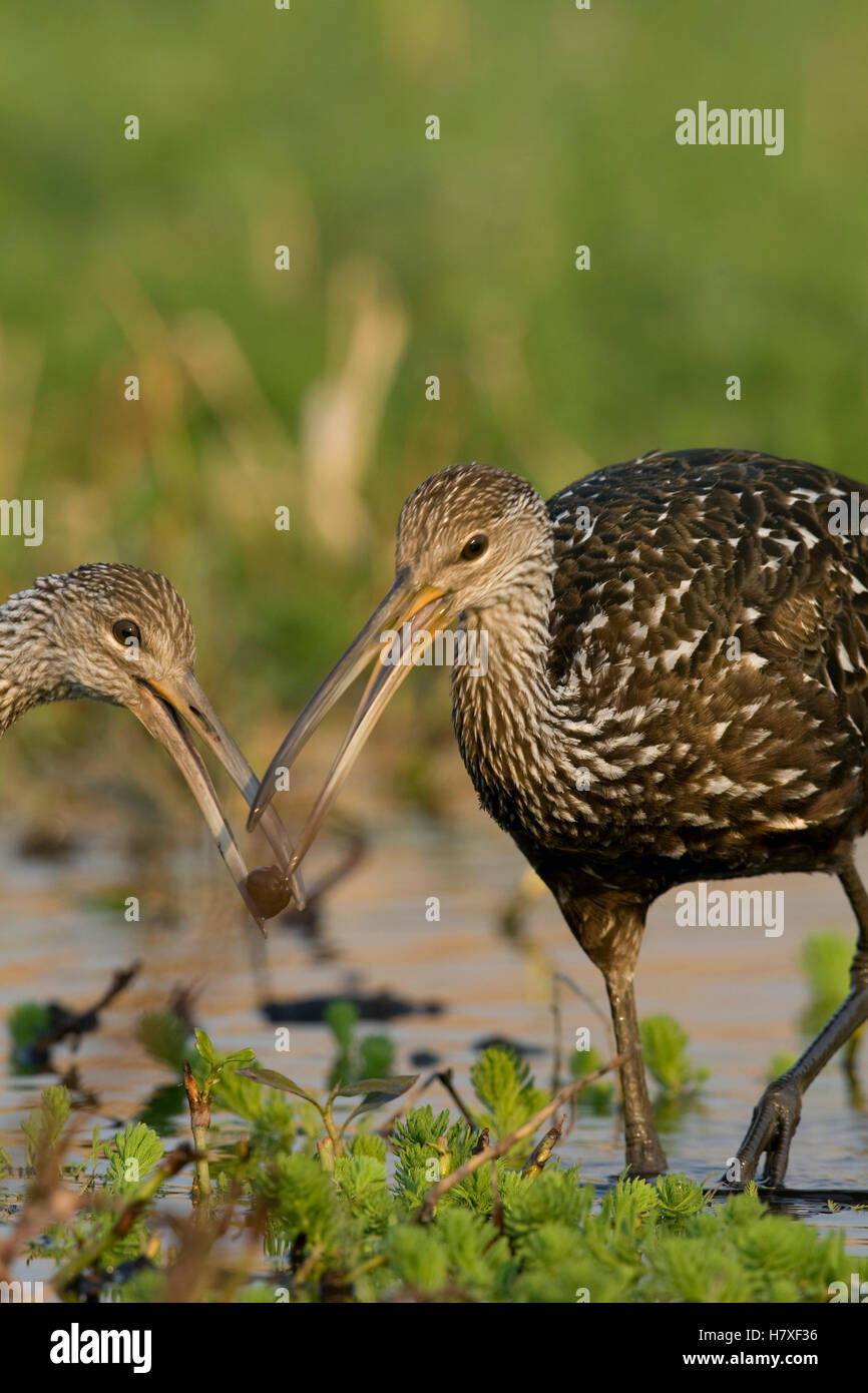 Limpkin (Aramus guarauna) pair exchanging snail, central Florida Stock ...