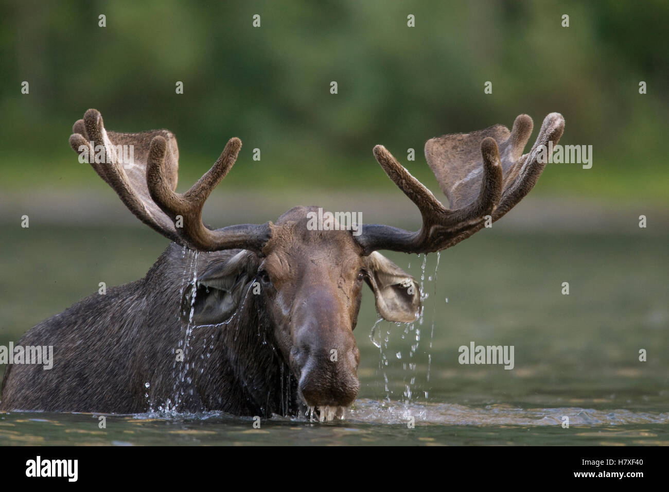 Moose (Alces alces shirasi) bull in summer velvet feeding in a lake ...