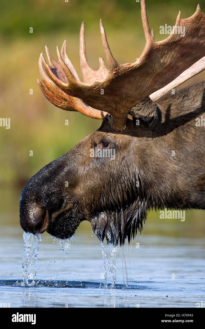 Alaska Moose (Alces alces gigas) bull feeding in lake, Denali National ...