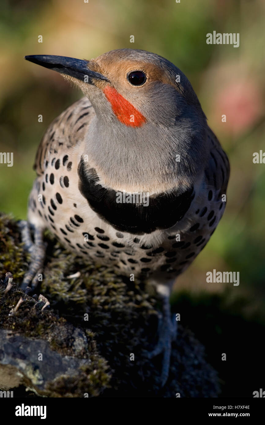 Northern Flicker (Colaptes auratus) male, western Montana Stock Photo ...