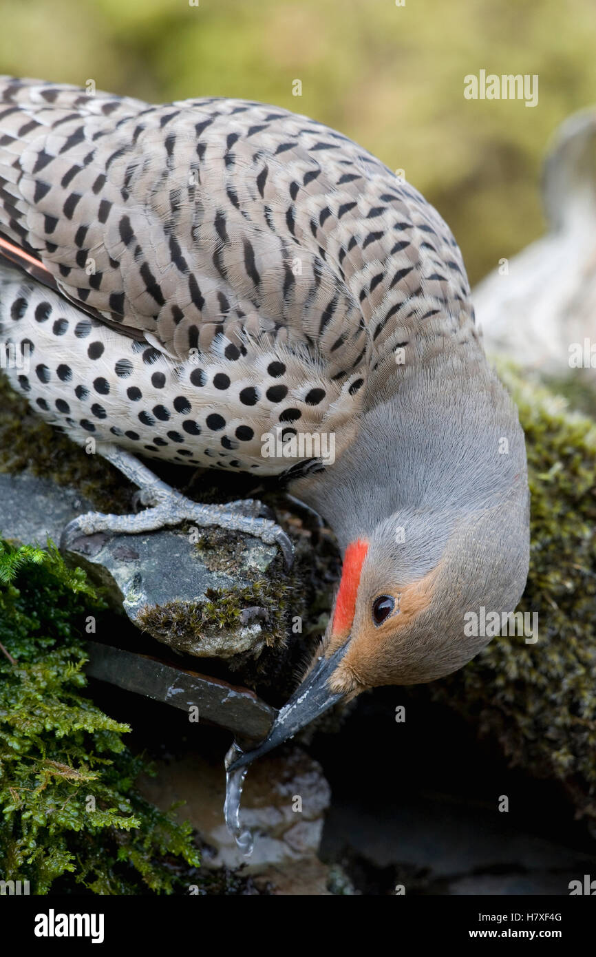 Northern Flicker (Colaptes auratus) male drinking from spring, western ...
