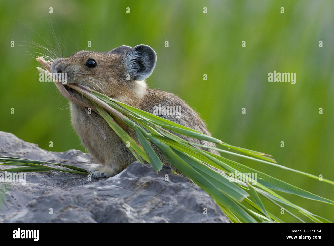 American Pika (Ochotona princeps) carrying grass to a food stash ...