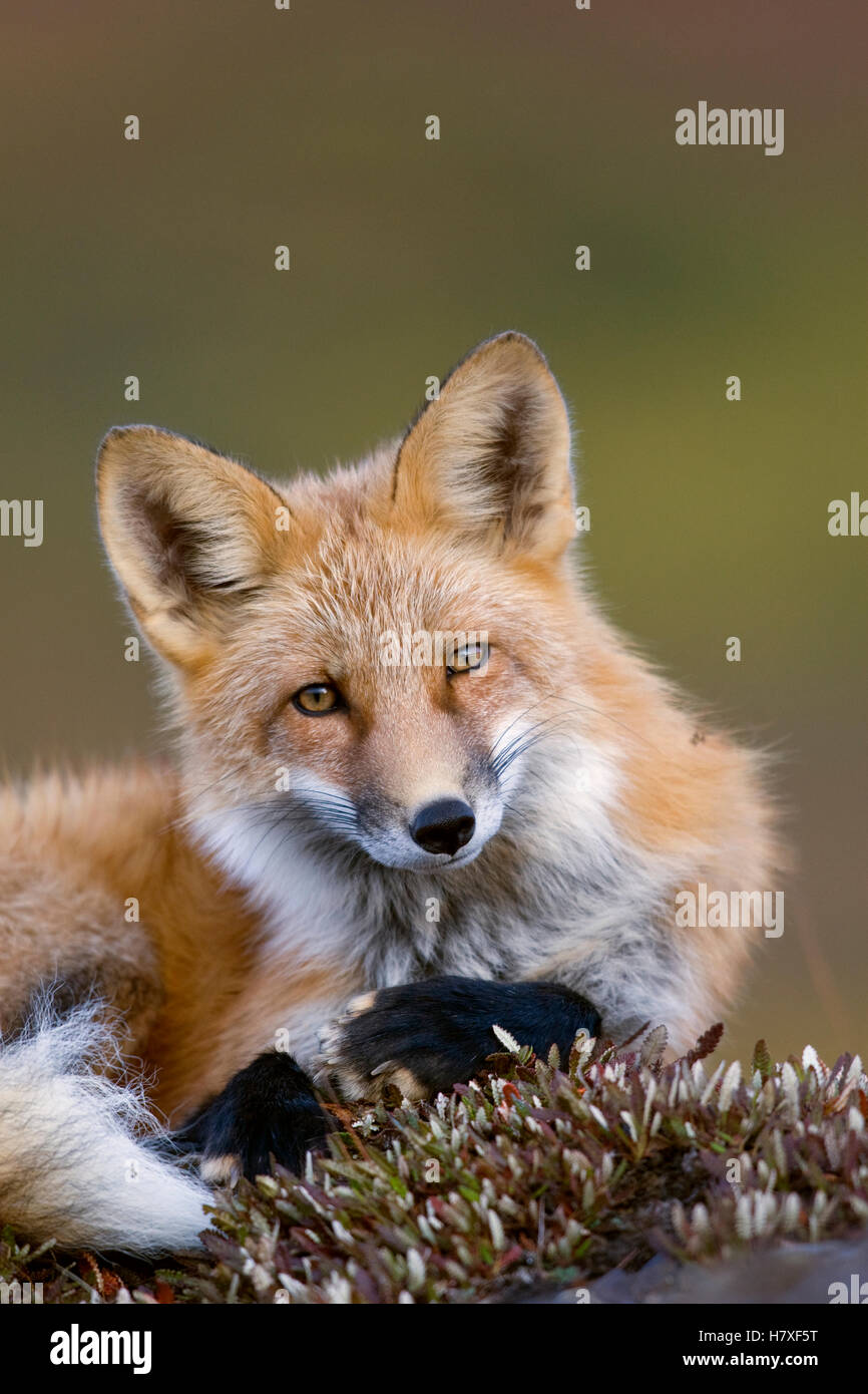 Red Fox (Vulpes vulpes) bedded National Park, Alaska Stock Photo - Alamy