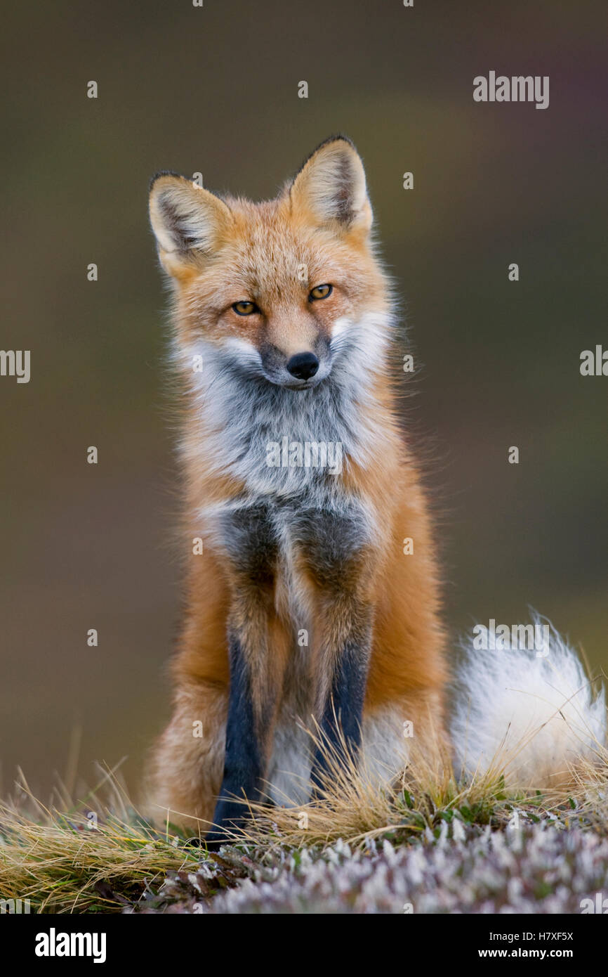 Red Fox (Vulpes vulpes) on hillside, Denali National Park, Alaska Stock ...