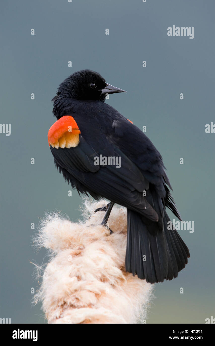 Red-winged Blackbird (Agelaius phoeniceus) male sitting on a cattail ...