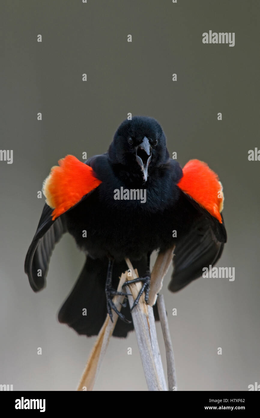 Red-winged Blackbird (Agelaius phoeniceus) male calling from a cattail ...