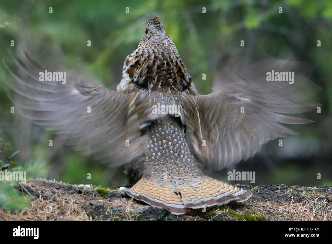 Ruffed Grouse (Bonasa umbellus) male displaying and drumming in spring ...