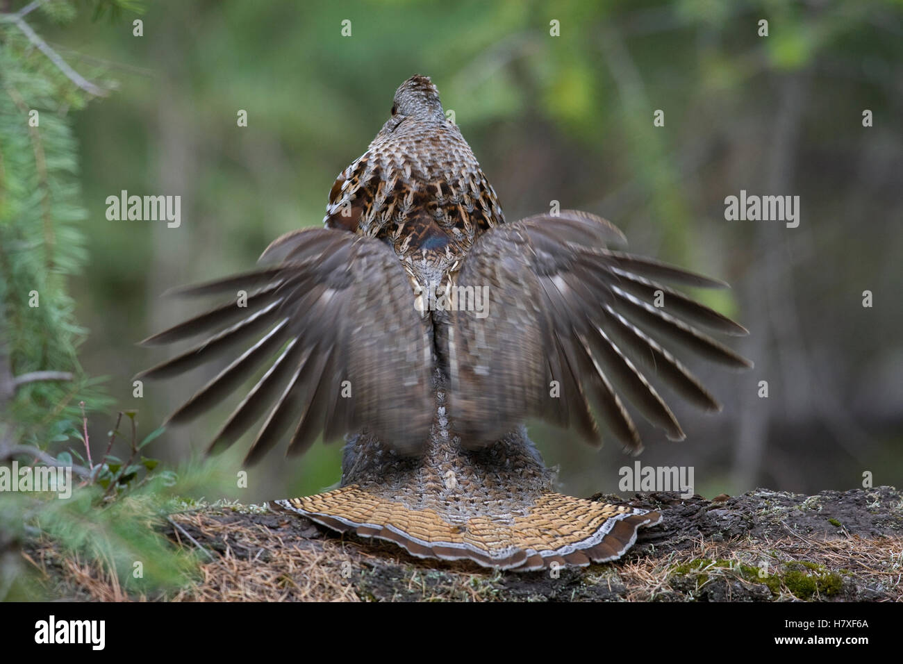 Ruffed Grouse (Bonasa umbellus) male displaying and drumming in spring ...