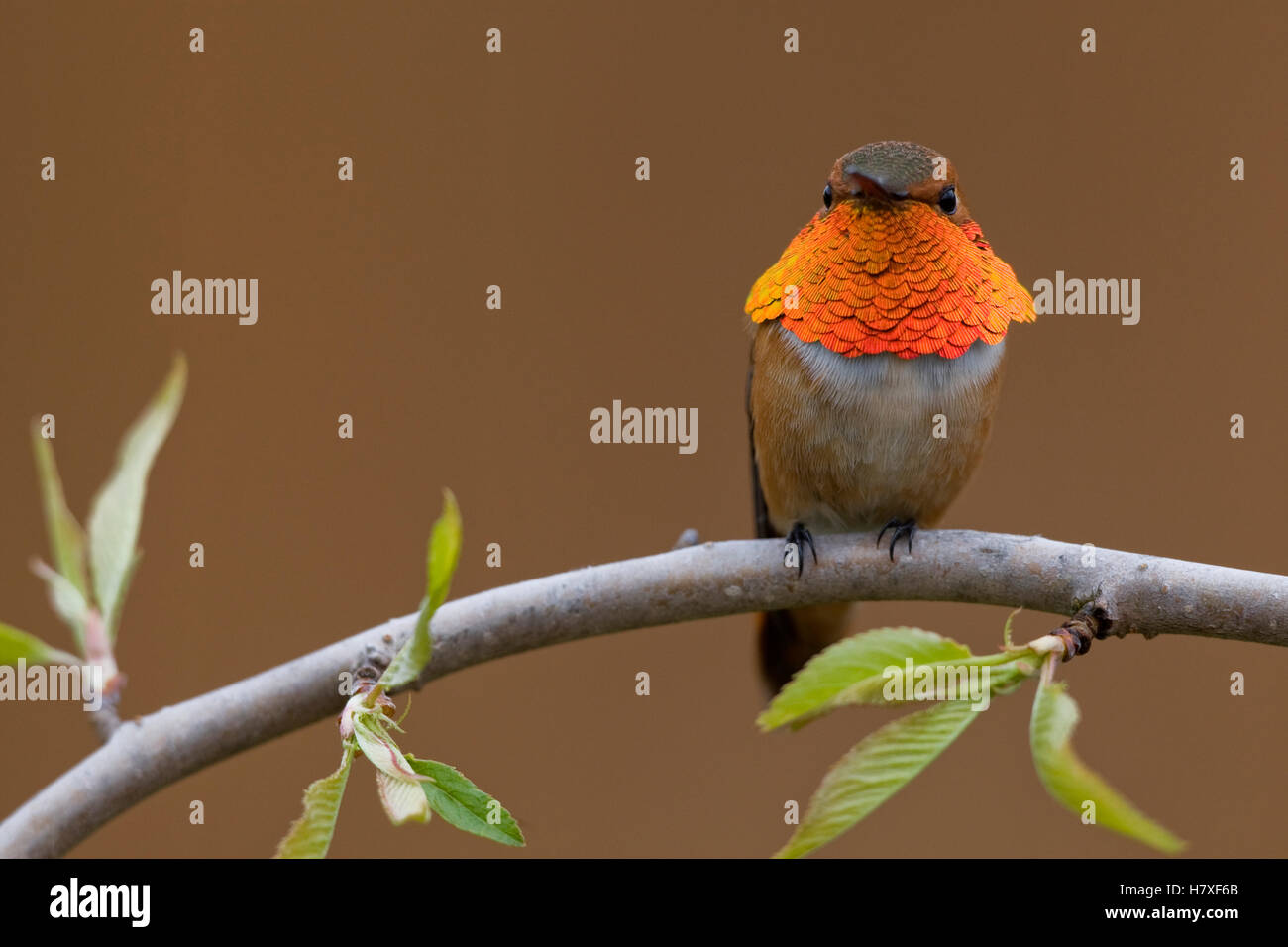 Rufous Hummingbird (Selasphorus rufus) male sitting on willow branch ...