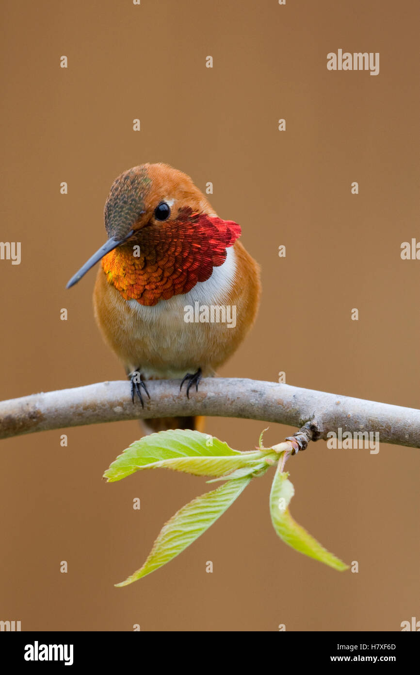 Rufous Hummingbird (Selasphorus rufus) male sitting on willow branch ...