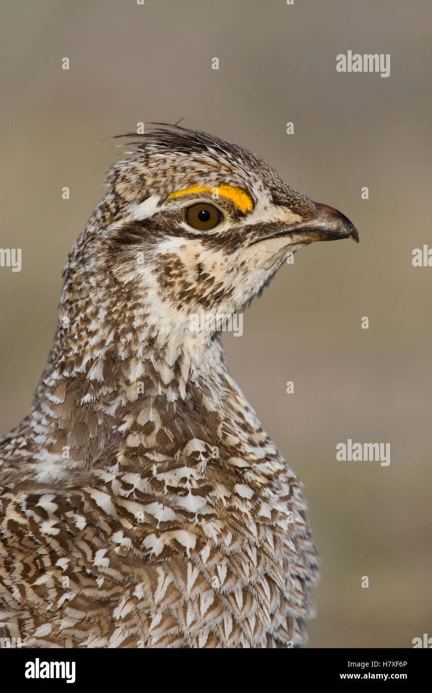 Sharp-tailed Grouse (Tympanuchus phasianellus) male, central Montana ...