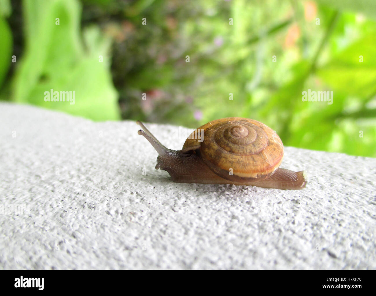 Close-up Little Snail Walking on White Wall in backyard Stock Photo - Alamy