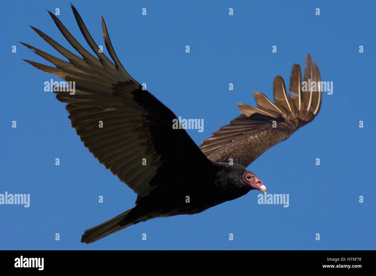 Turkey Vulture (Cathartes aura) flying, Sarasota, Florida Stock Photo ...