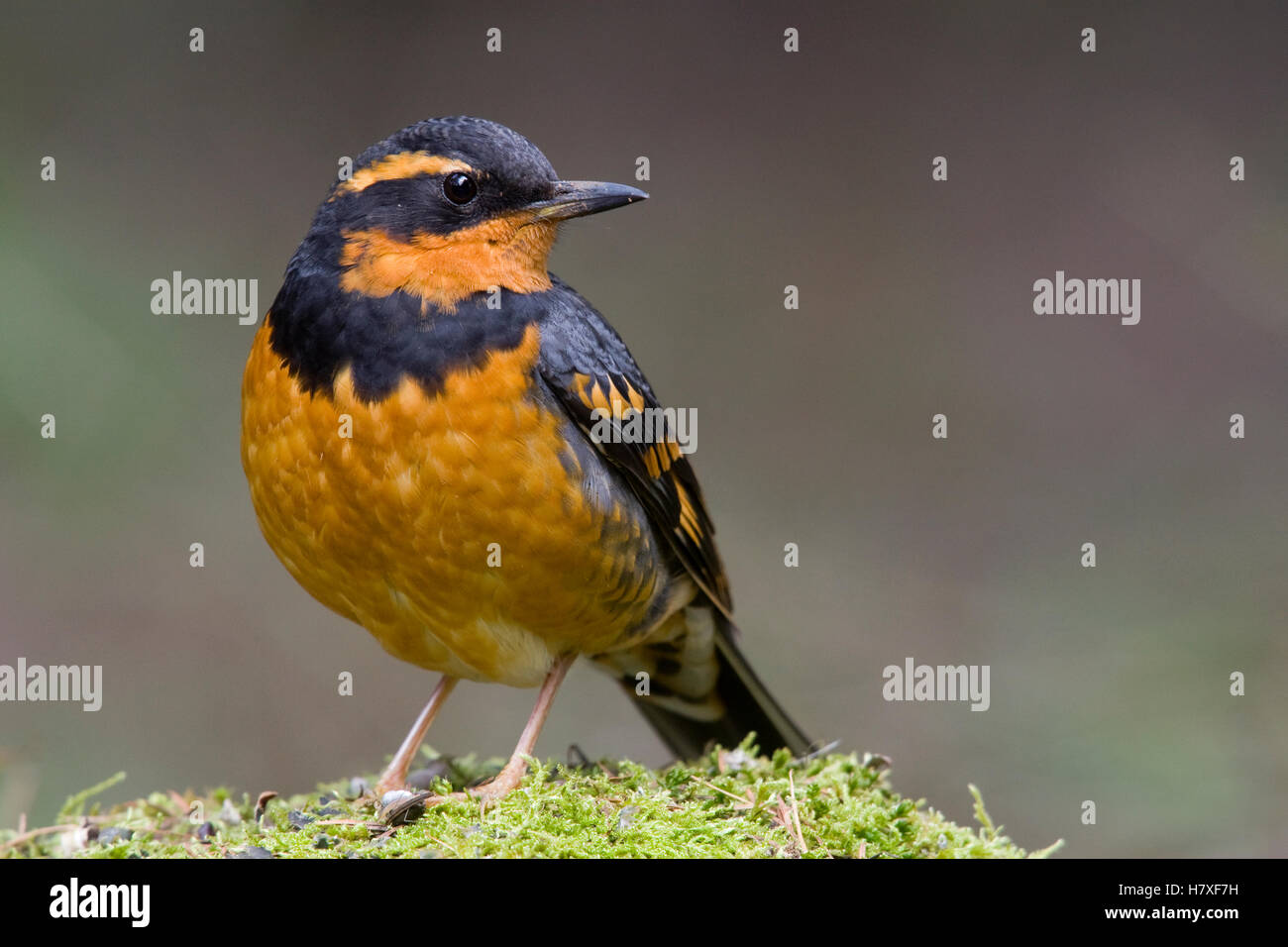 Varied Thrush (Ixoreus naevius) male, Troy, Montana Stock Photo - Alamy