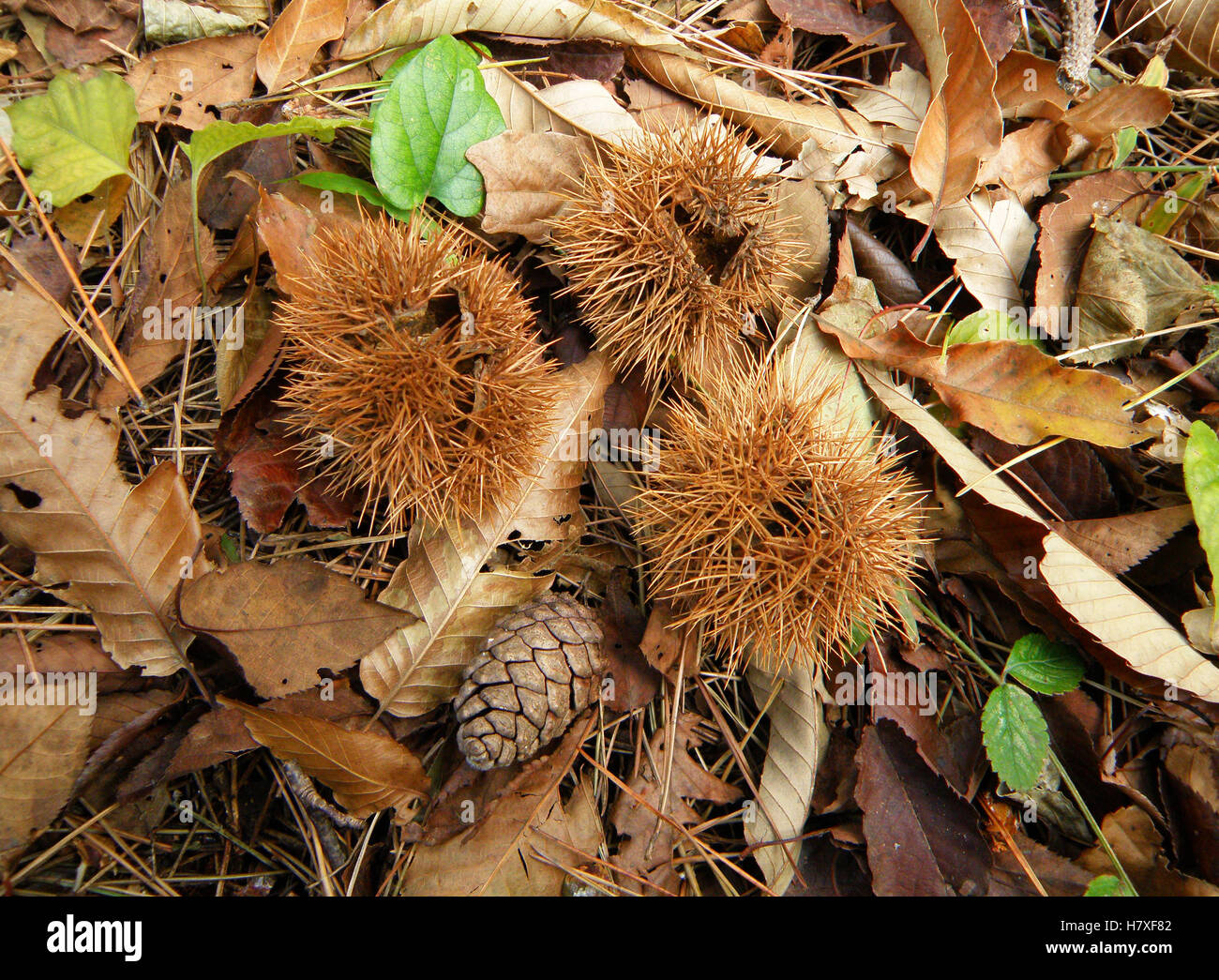 One dry pine cone and three dry chestnuts on the fallen leaves Stock ...