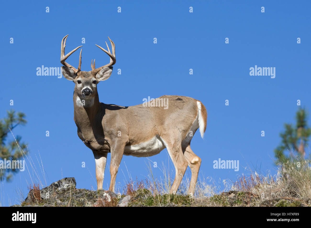 White-tailed Deer (Odocoileus virginianus) buck, western Montana Stock ...