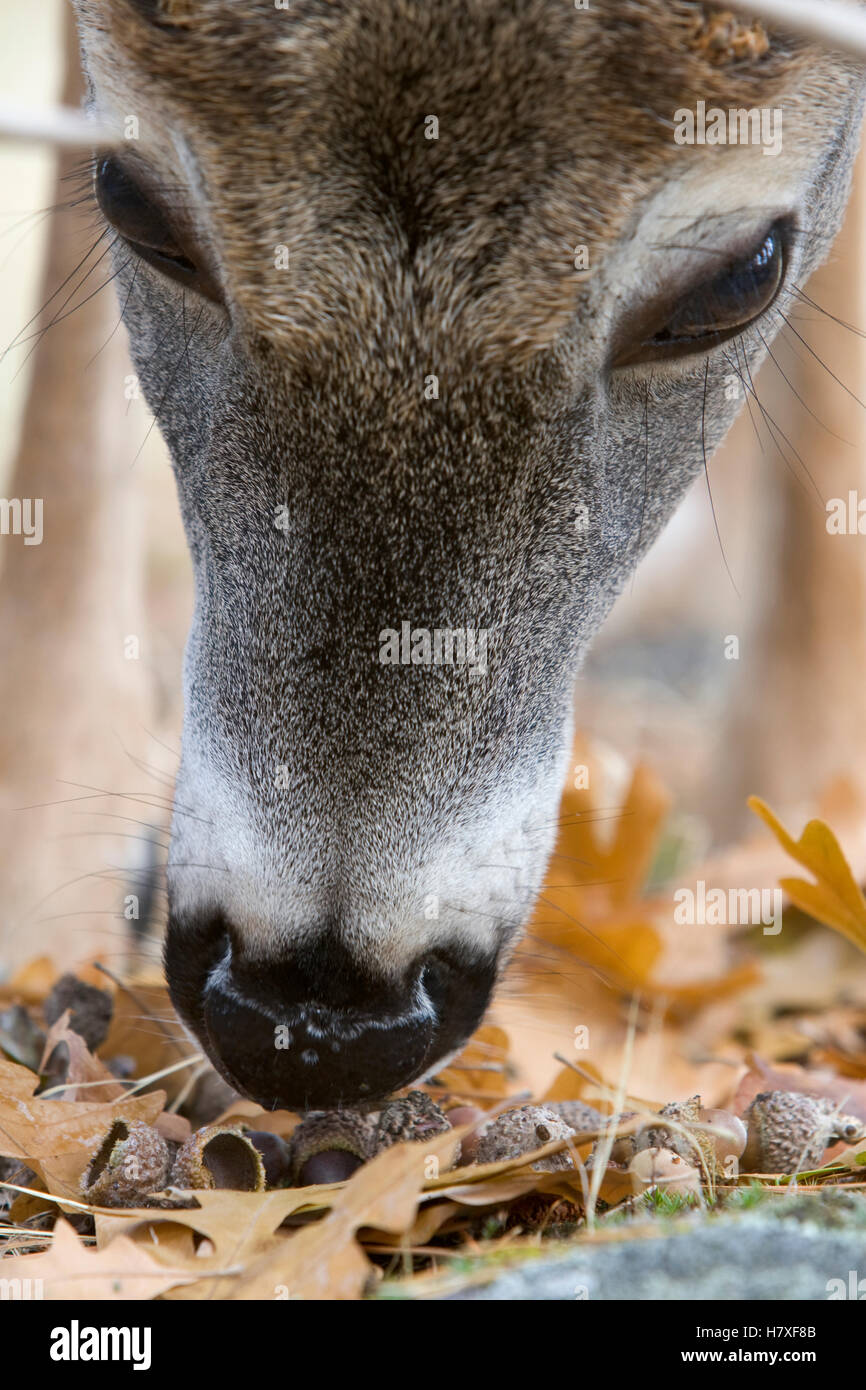 White-tailed Deer (Odocoileus virginianus) buck eating acorns, western ...