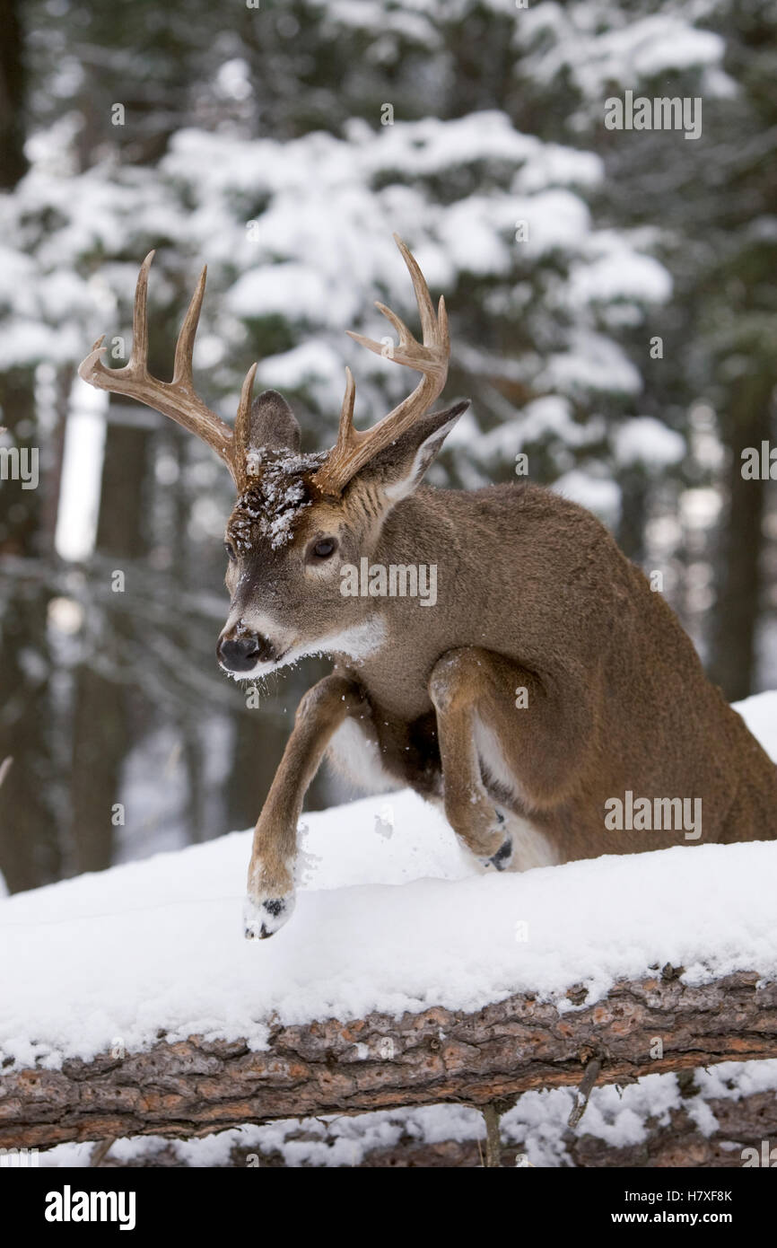 White-tailed Deer (Odocoileus virginianus) buck jumping over snow ...