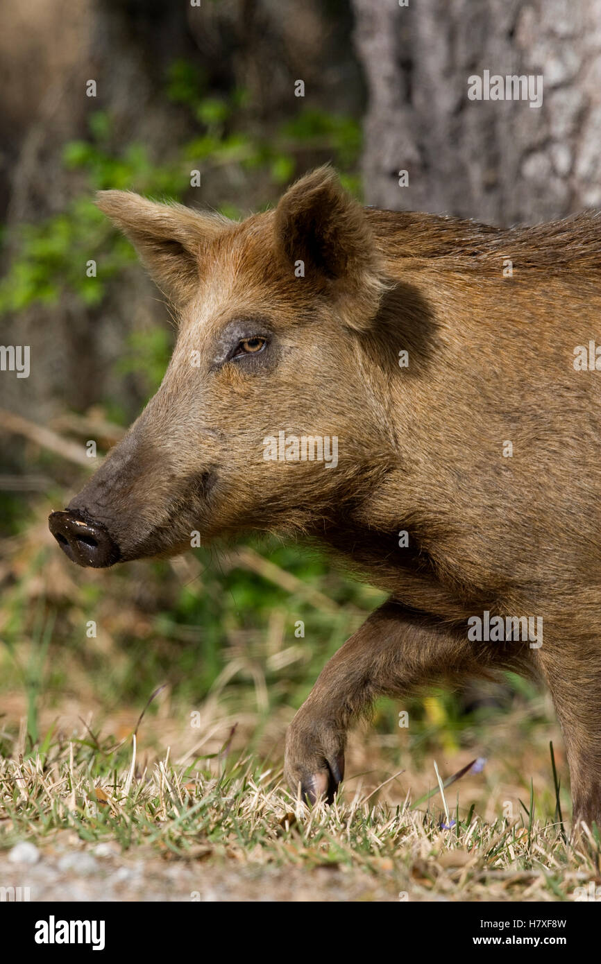 Wild Boar (Sus scrofa) walking out of the woods, central Florida Stock ...
