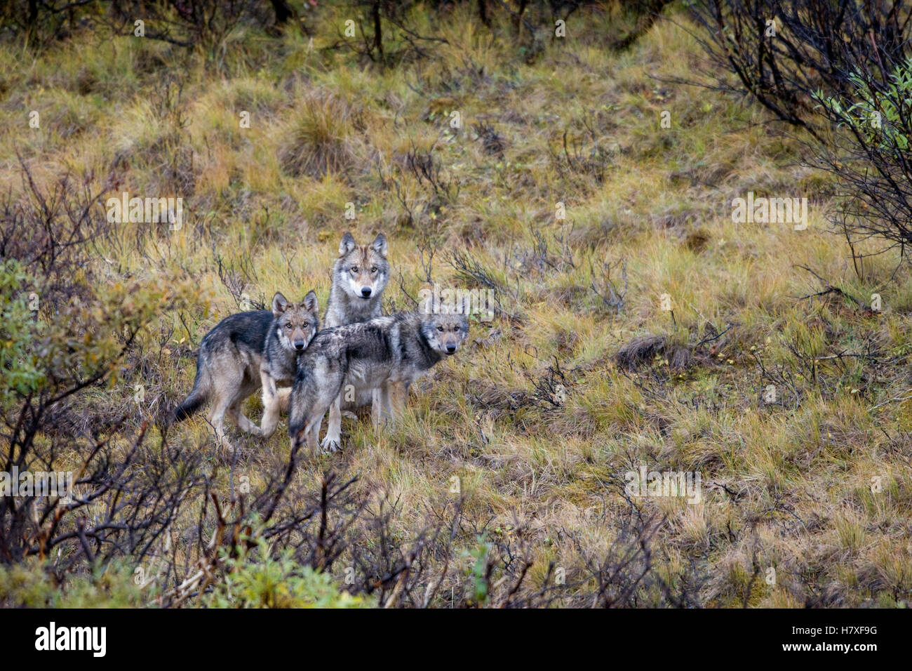 Wolf (Canis lupus) and two pups, Denali National Park, Alaska Stock ...