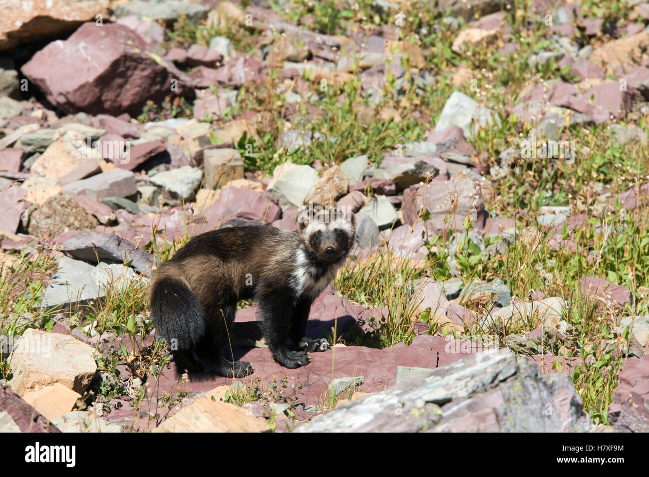 Wolverine (Gulo gulo) adult, Glacier National Park, Montana Stock Photo ...