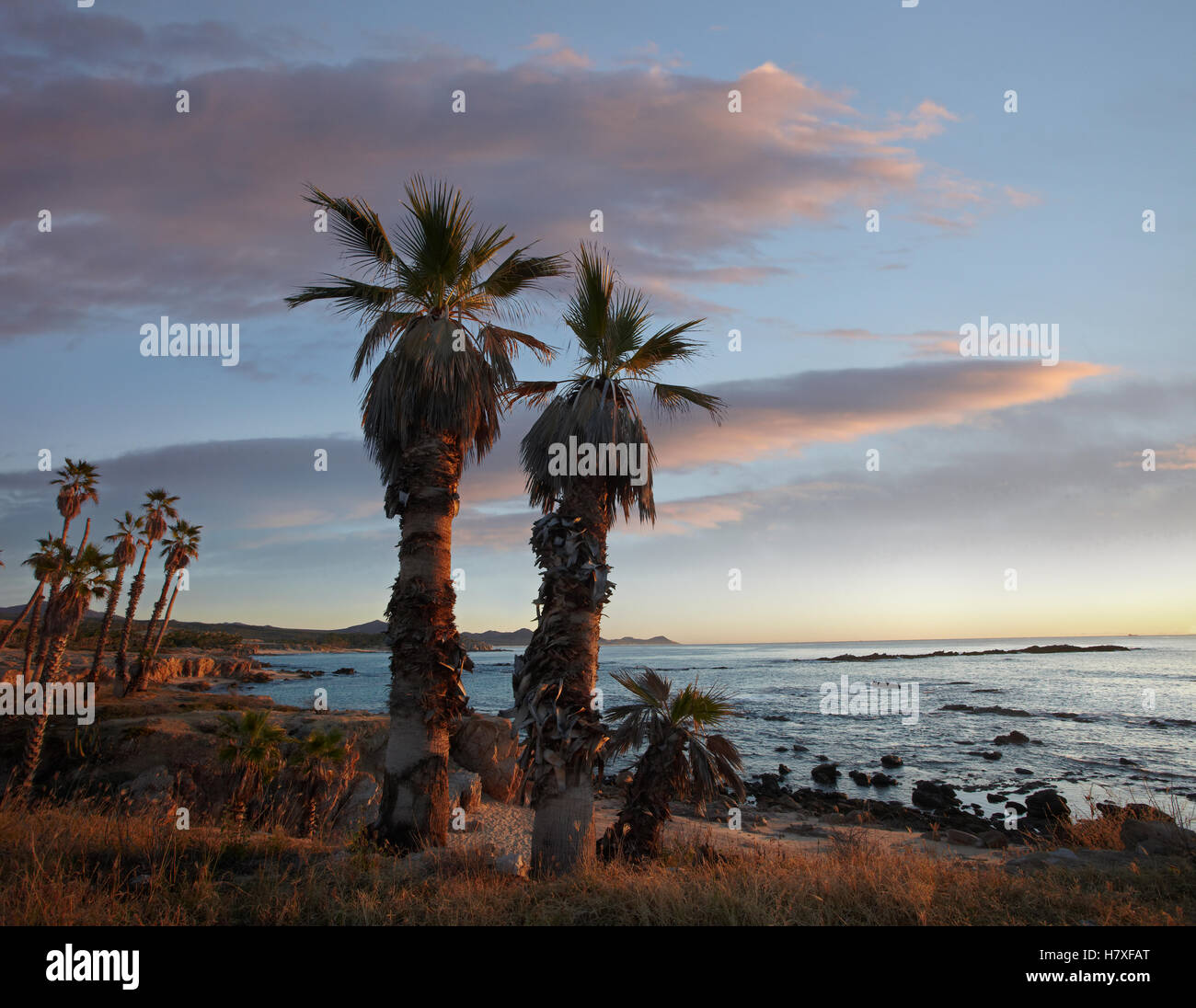Palm trees along Chelino Bay, Baja California, Mexico Stock Photo - Alamy