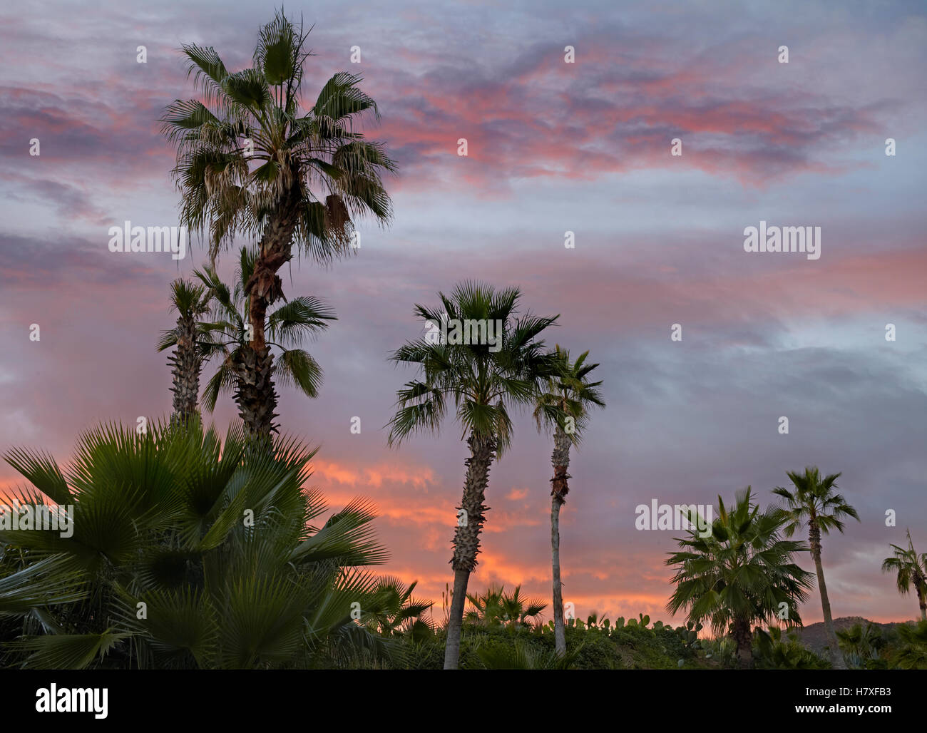 Palm trees at Chelino Beach, Baja California, Mexico Stock Photo - Alamy