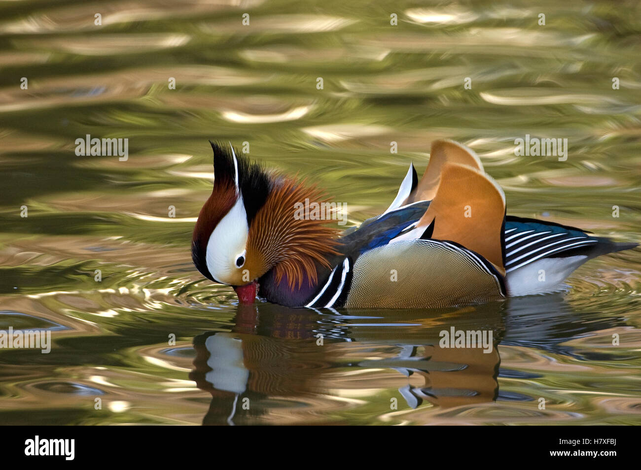 Mandarin Duck (Aix galericulata) drake displaying, Japan Stock Photo ...
