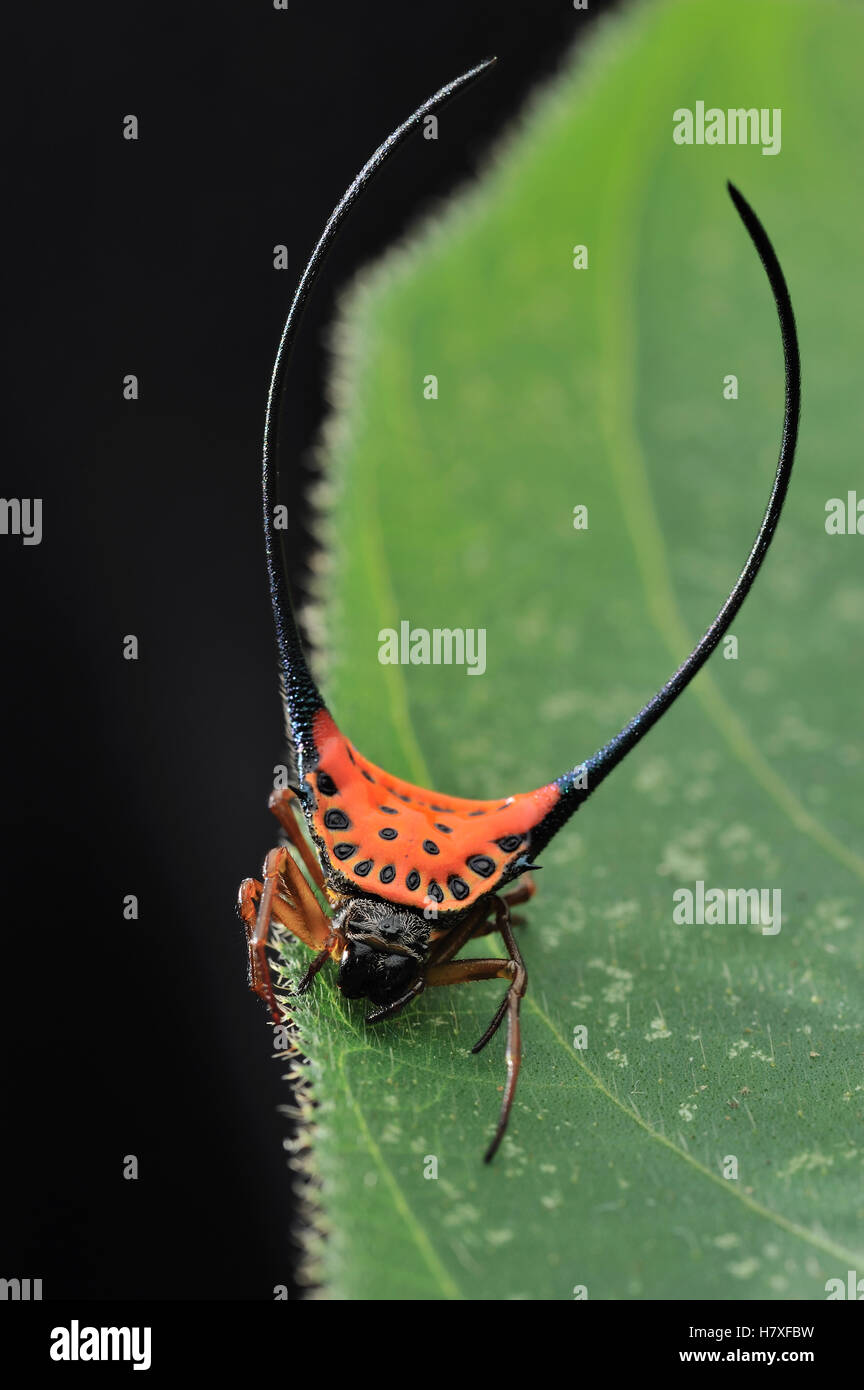 Curved Spiny Spider (Gasteracantha arcuata) with unusual tubercles with ...