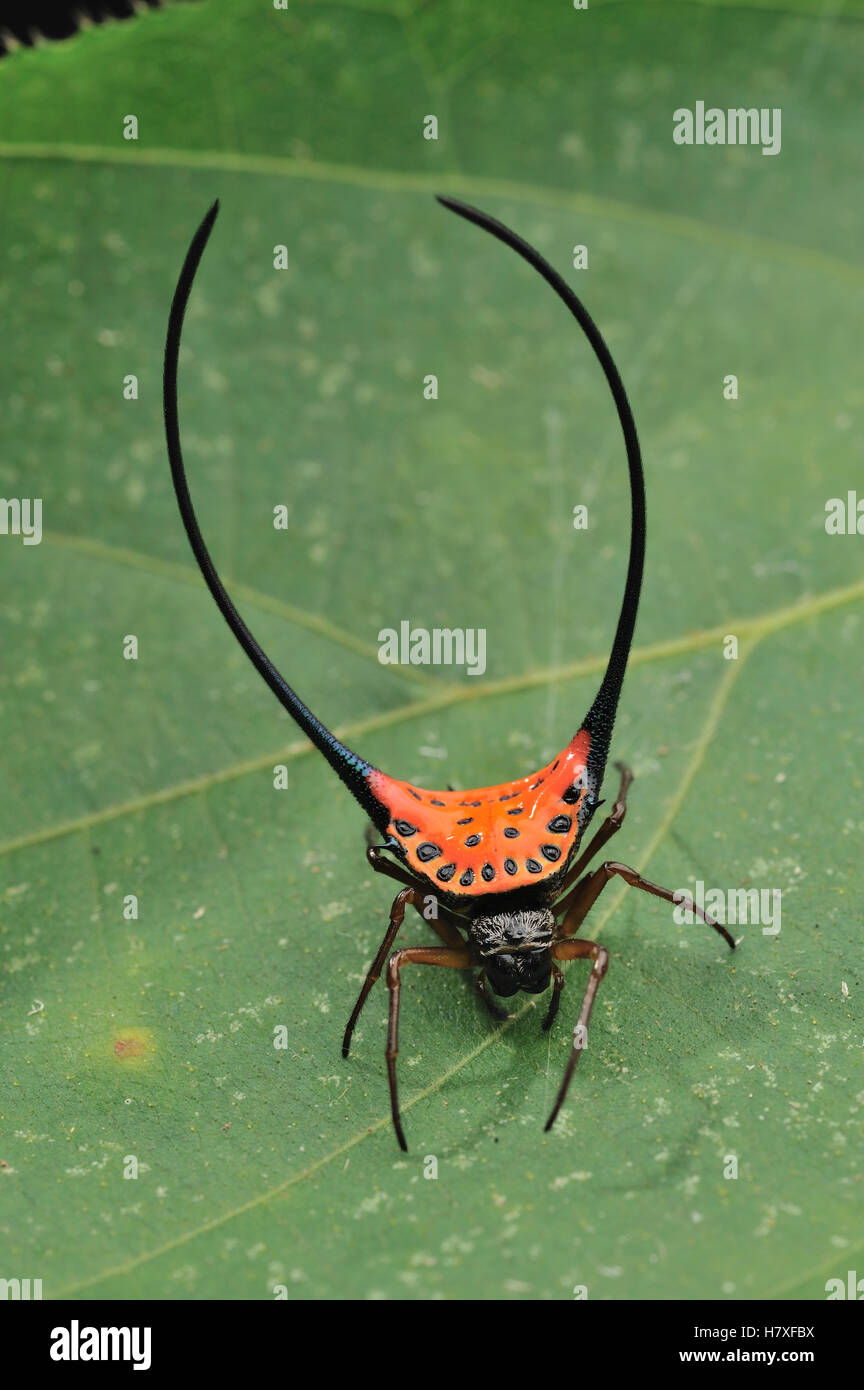 Curved Spiny Spider (Gasteracantha arcuata) showing unusual tubercles ...