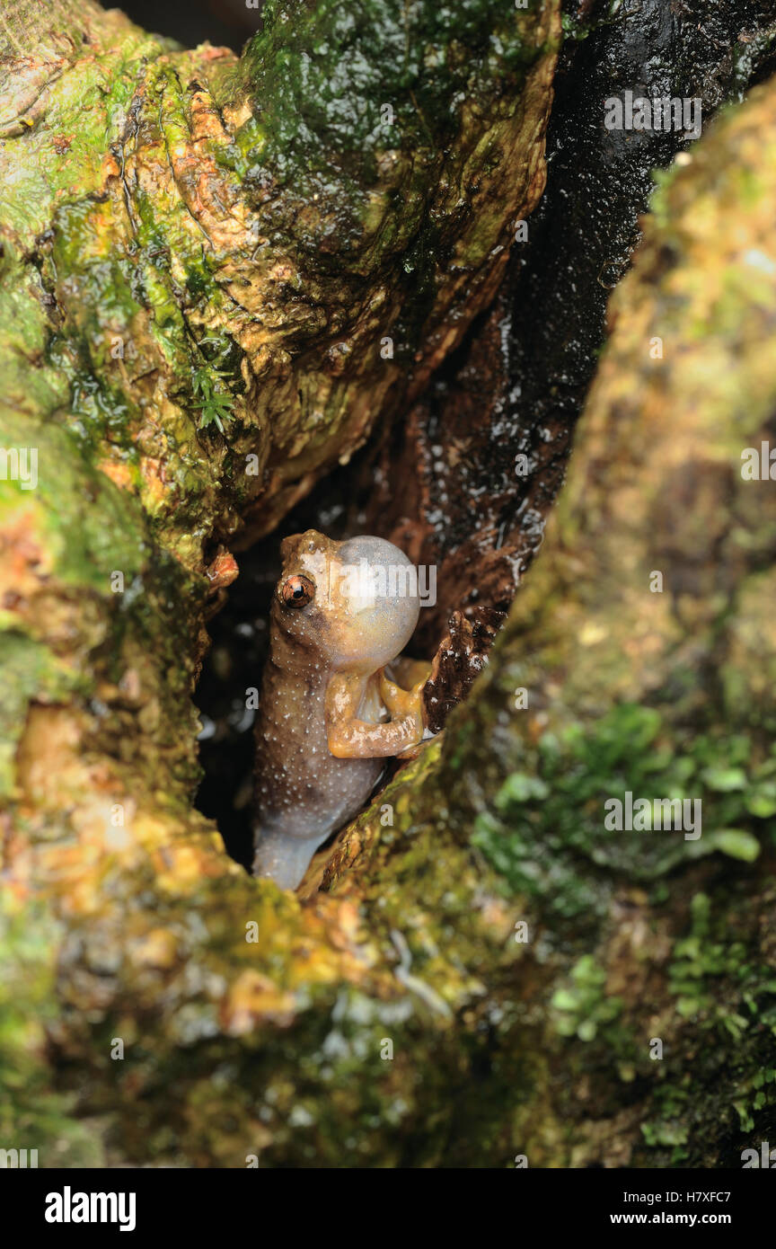 Metaphrynella sundana tree hole frog hi-res stock photography and ...