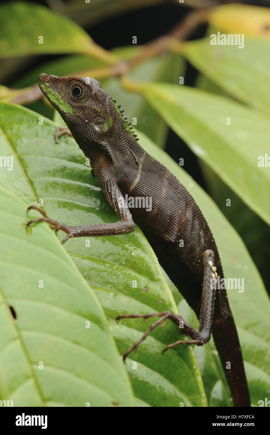 Green Crested Lizard (Bronchocela cristatella) with alarmed brown ...