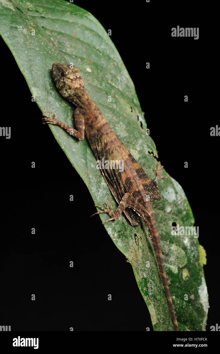 Flying Dragon (Draco quinquefasciatus) lizard, Borneo, Malaysia Stock ...