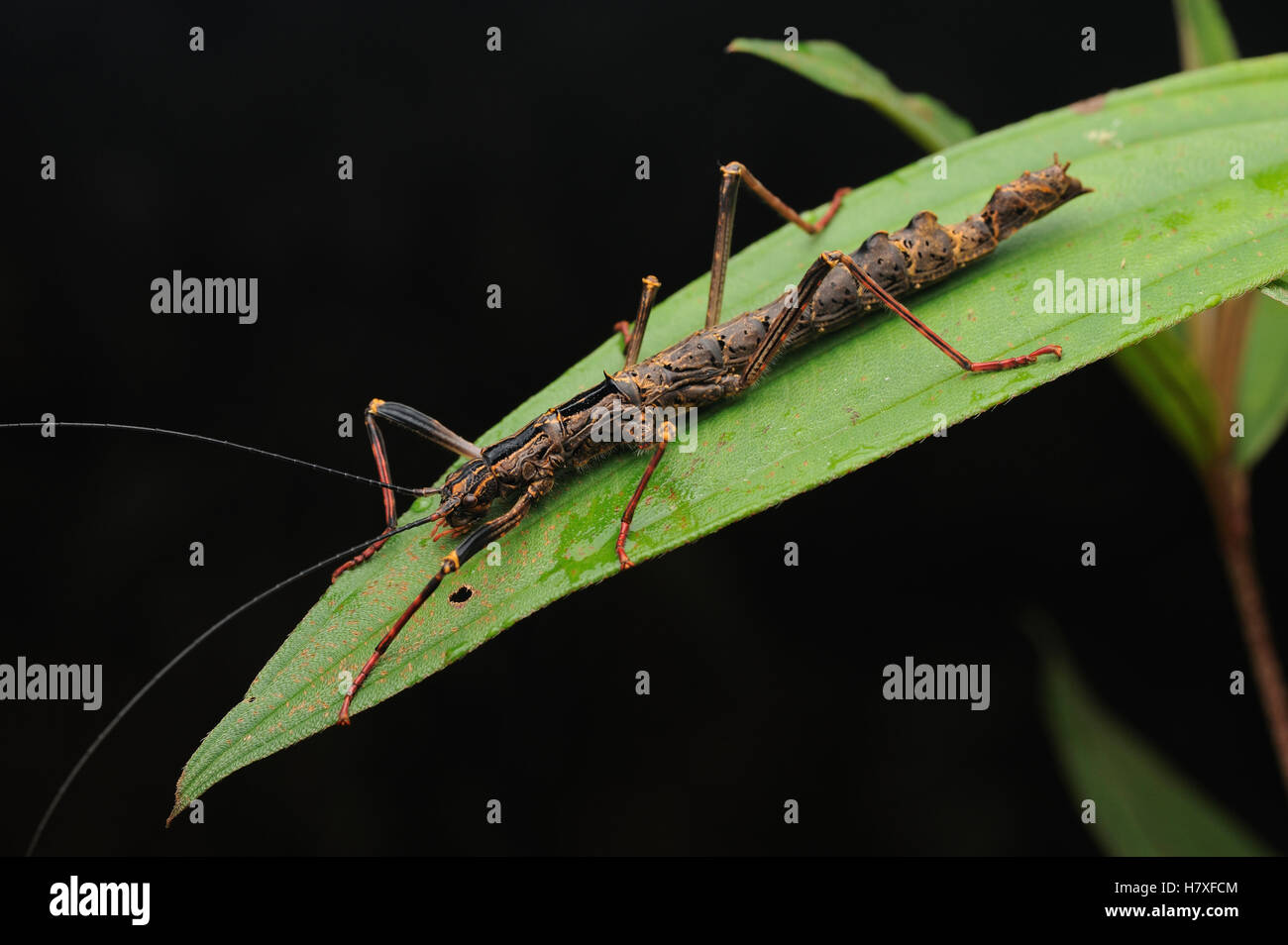 Stick Insect (Dinophasma saginata) female, Borneo, Malaysia Stock Photo ...
