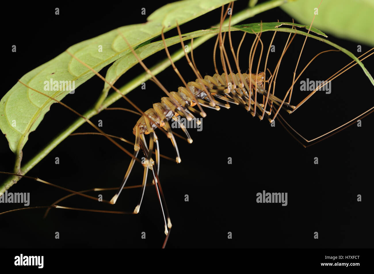 Centipede (Scutigera sp) on underside of leaf, Miri, Sarawak, Borneo ...