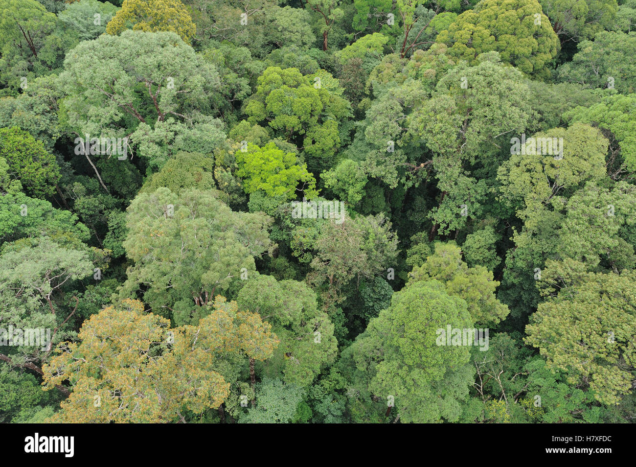 Canopy of lowland mixed dipterocarp forest, Lambir Hills National Park ...