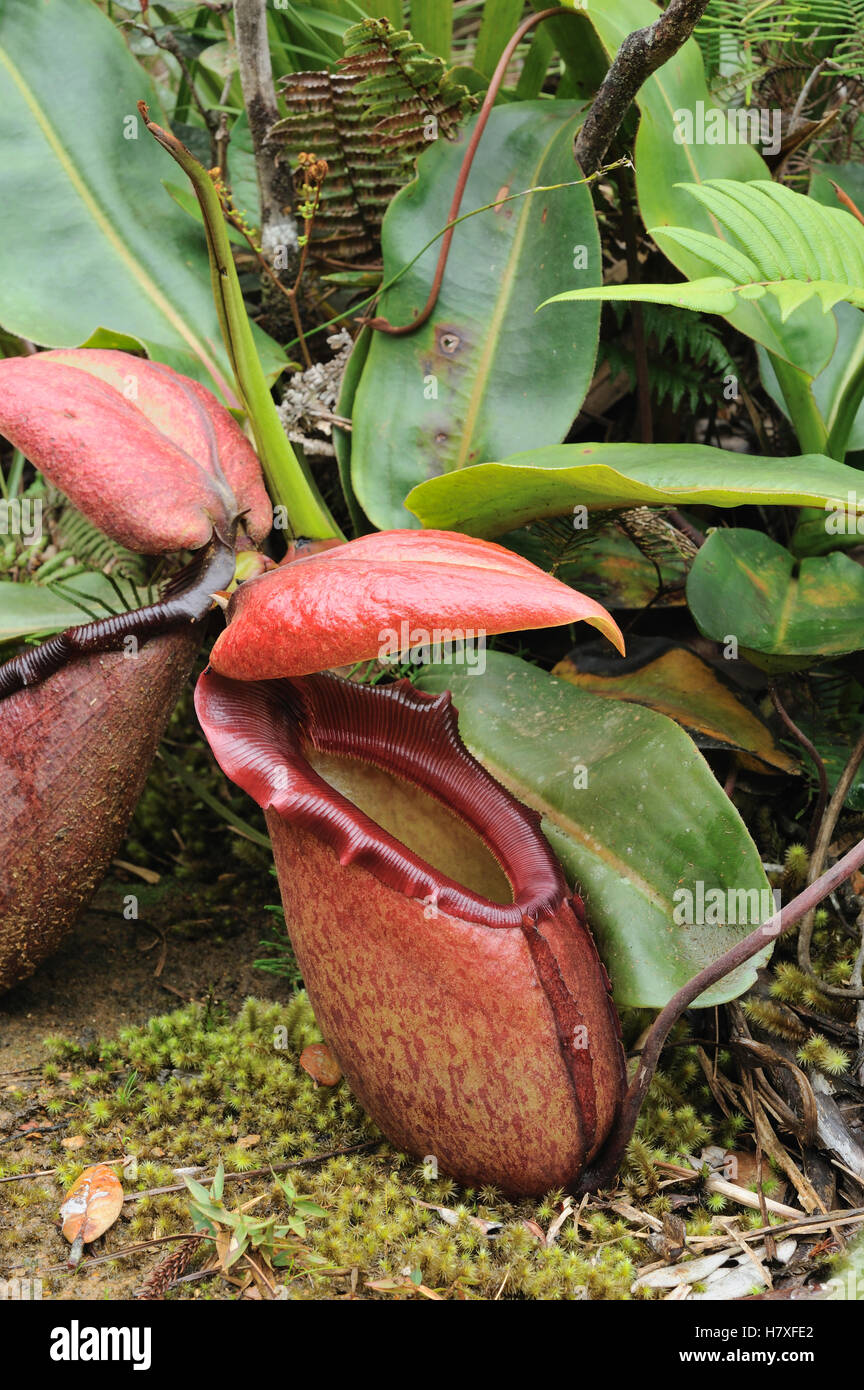 Pitcher Plant (Nepenthes rajah) world's largest variety, Kinabalu ...