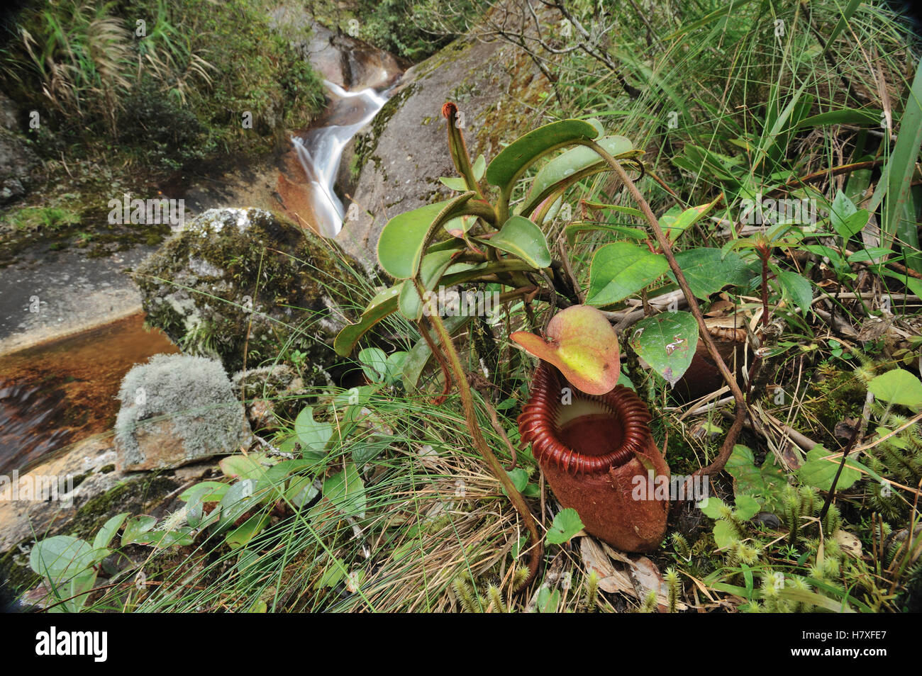 Villose Pitcher Plant (Nepenthes villosa) a high-altitude carnivorous ...