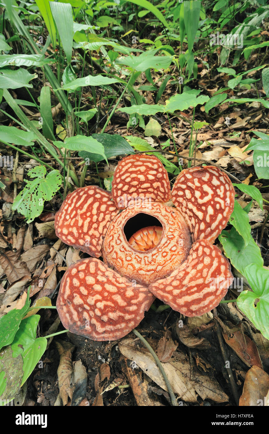 Rafflesia (Rafflesia pricei) flower amid leaf litter, Kundasang, Borneo ...