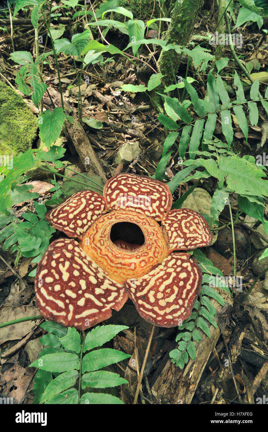 Rafflesia (Rafflesia pricei) flower, Kundasang, Borneo, Malaysia Stock ...