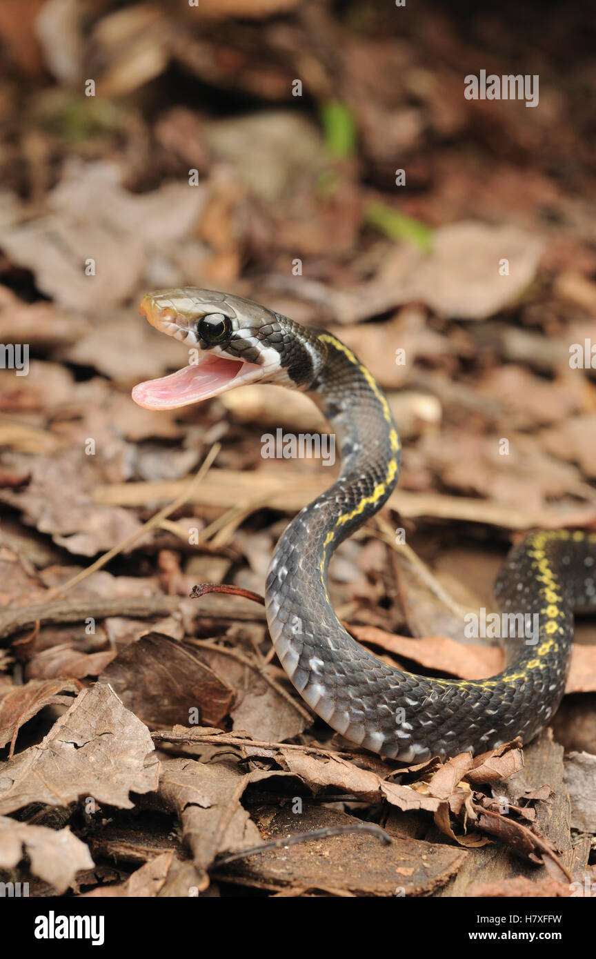 Black Copper Rat Snake (Elaphe flavolineata) juvenile in defensive ...