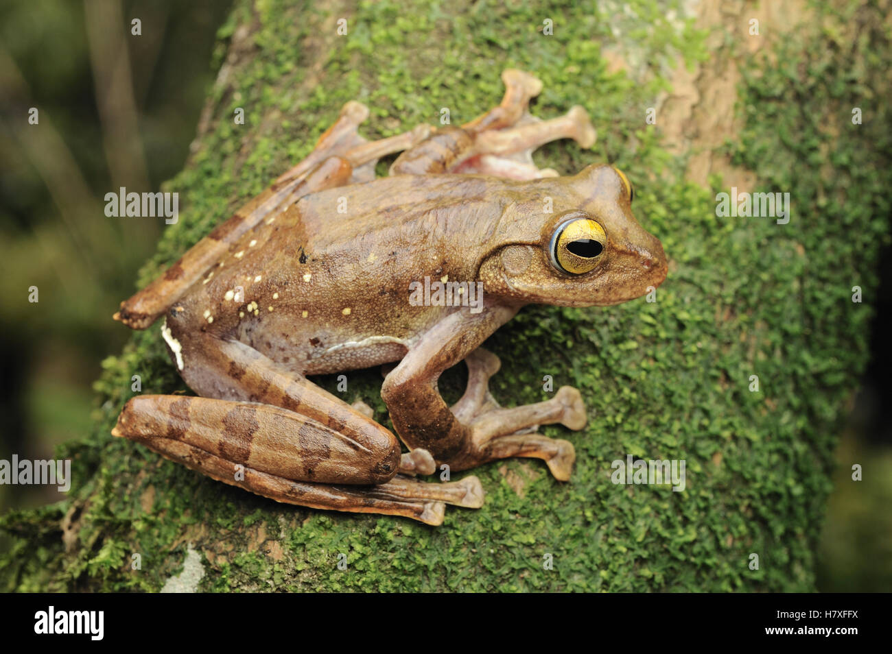 Java Flying Frog (Rhacophorus margaritifer), Cibodas, Indonesia Stock ...
