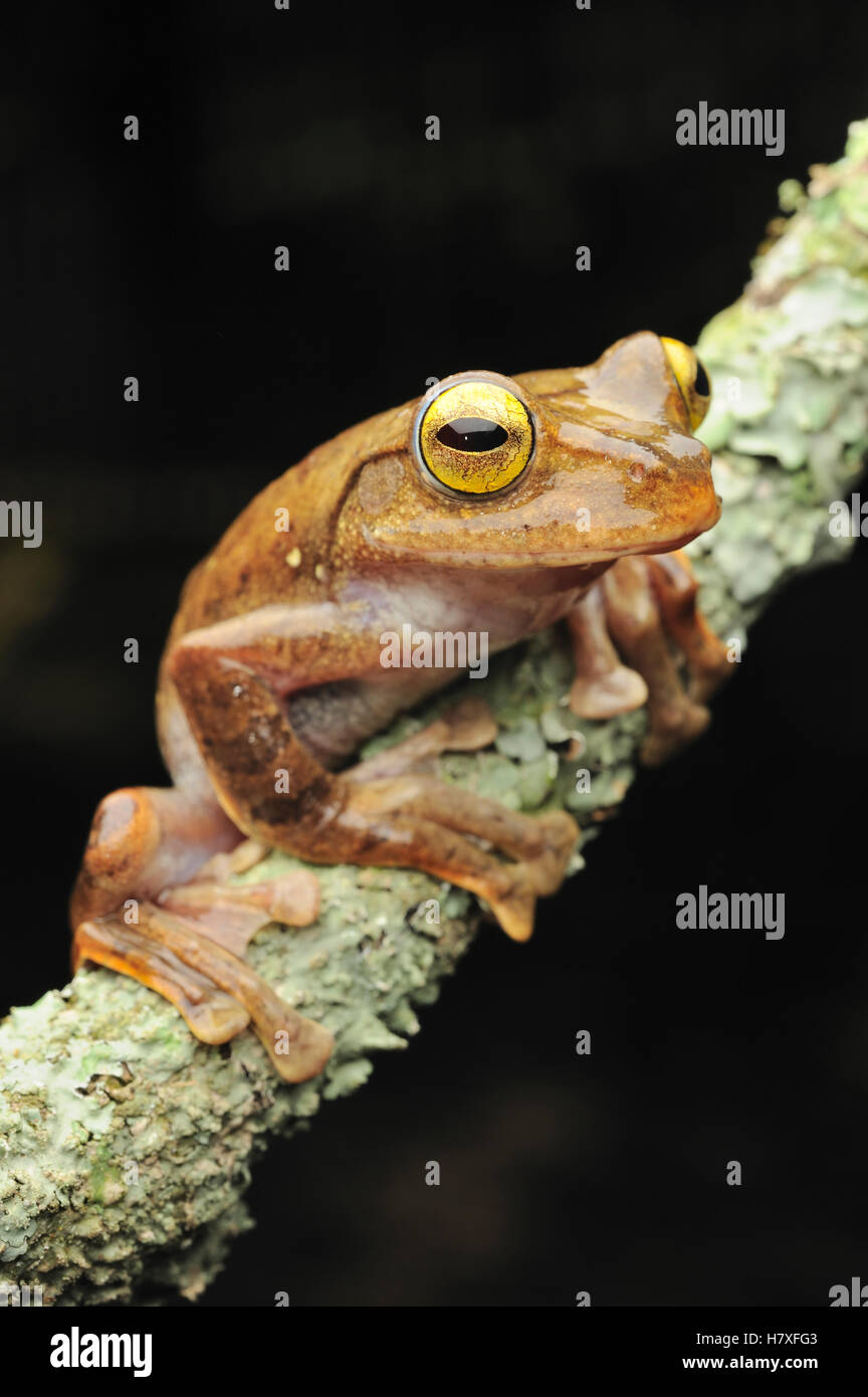Java Flying Frog (Rhacophorus margaritifer), Cibodas, Indonesia Stock ...