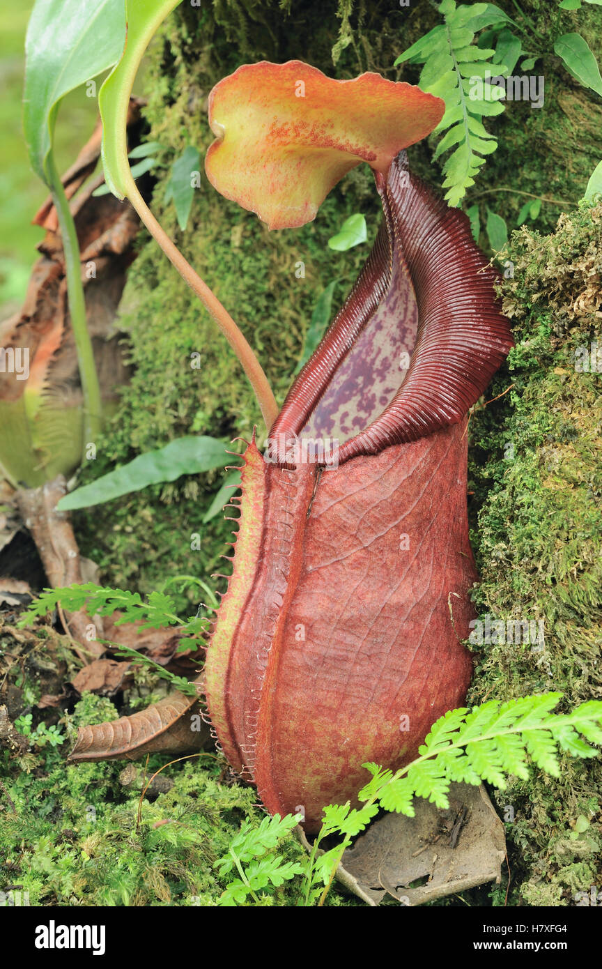 Pitcher Plant (Nepenthes spathulata), Cibodas, Indonesia Stock Photo ...