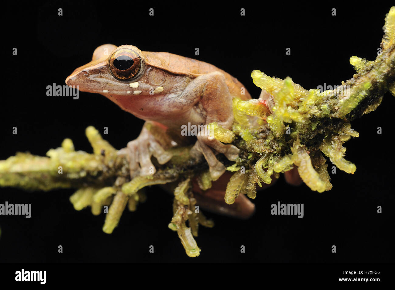 Malaysian Flying Frog (Rhacophorus rufipes), Borneo, Malaysia Stock ...