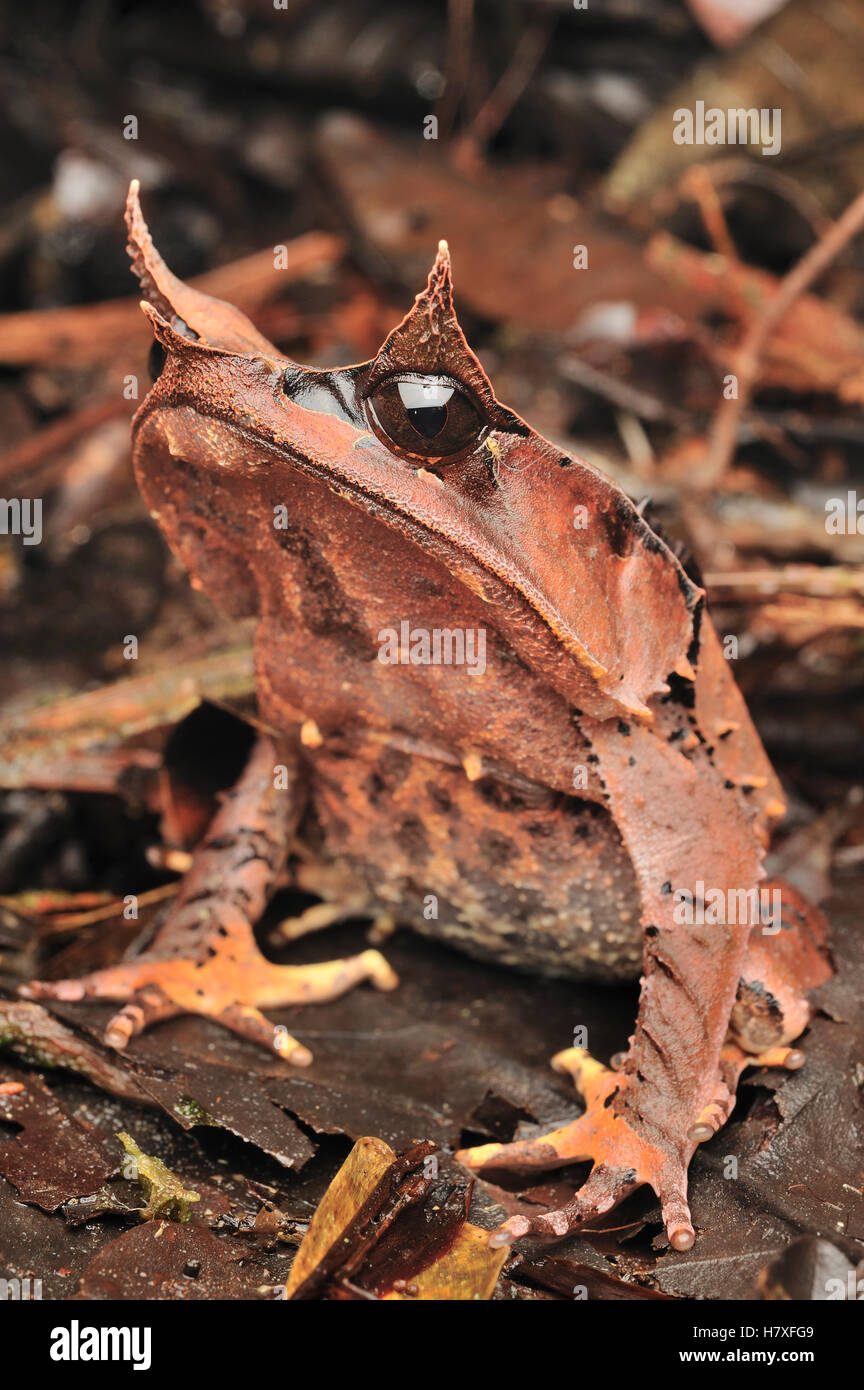 Asian Horned Frog (Megophrys nasuta) camouflaged on forest floor ...